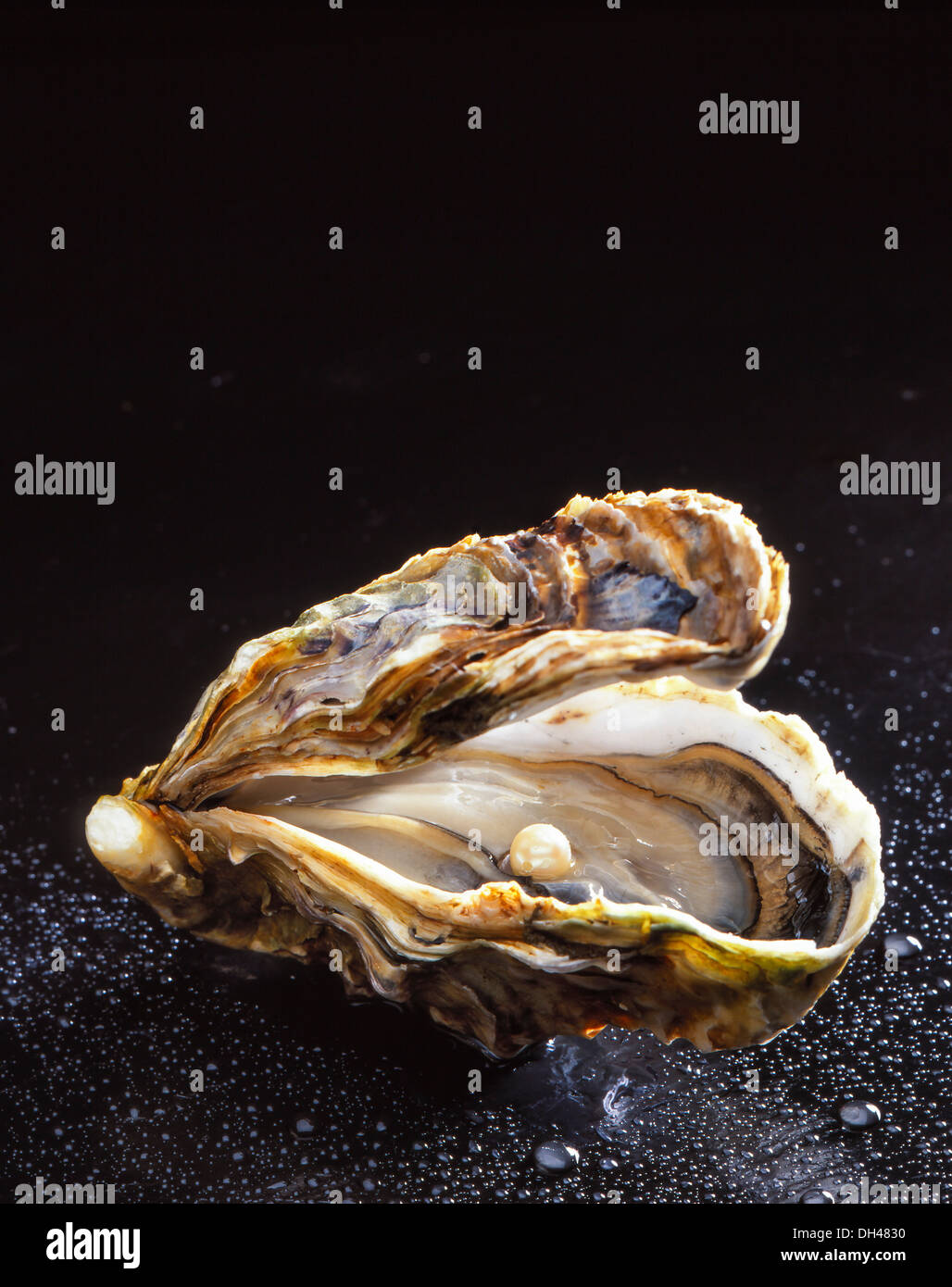 Oyster with a pearl, pearl oyster Stock Photo - Alamy