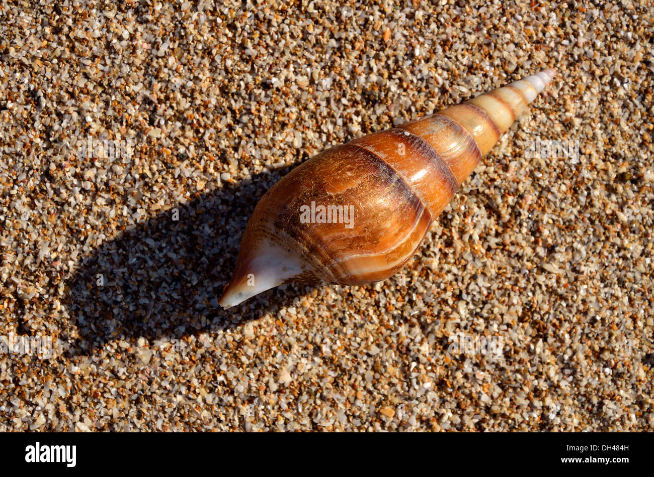 Conch Shell India High Resolution Stock Photography and Images - Alamy