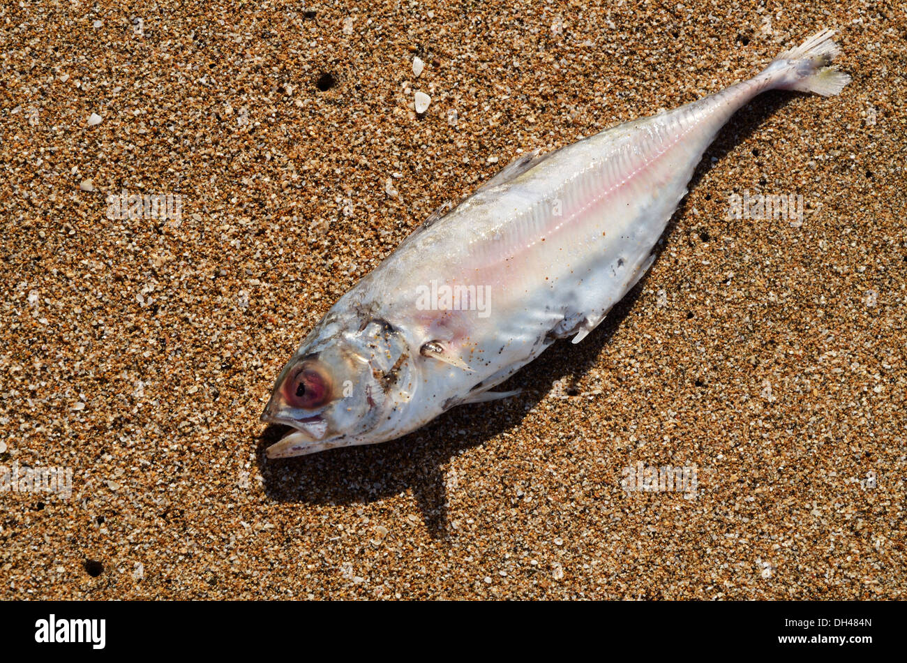Dead fish hi-res stock photography and images - Alamy