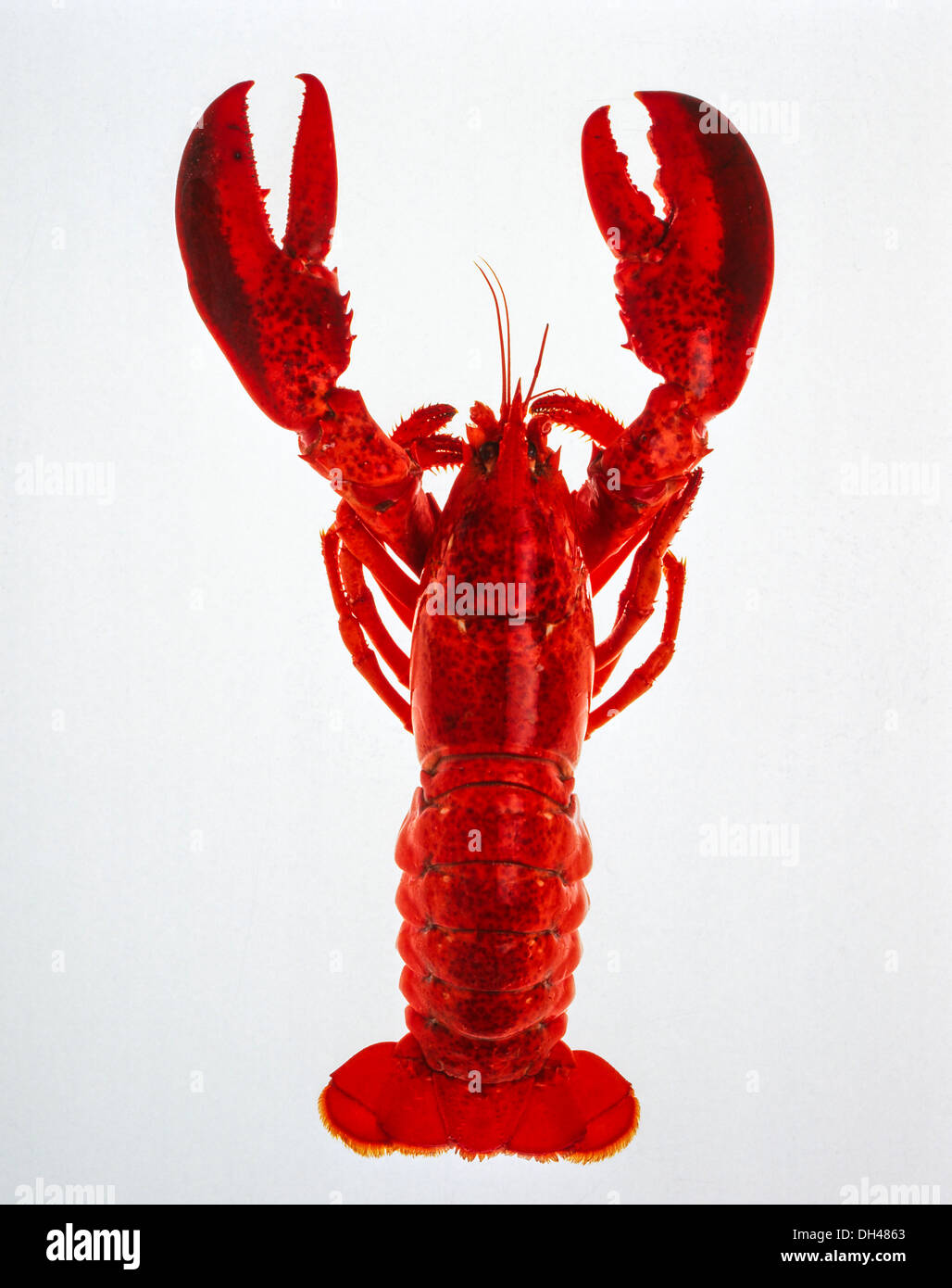 The lobster hi-res stock photography and images - Alamy