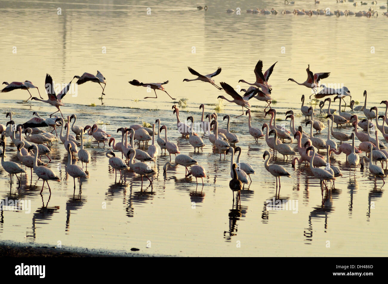 Indian flamingos hi-res stock photography and images - Alamy