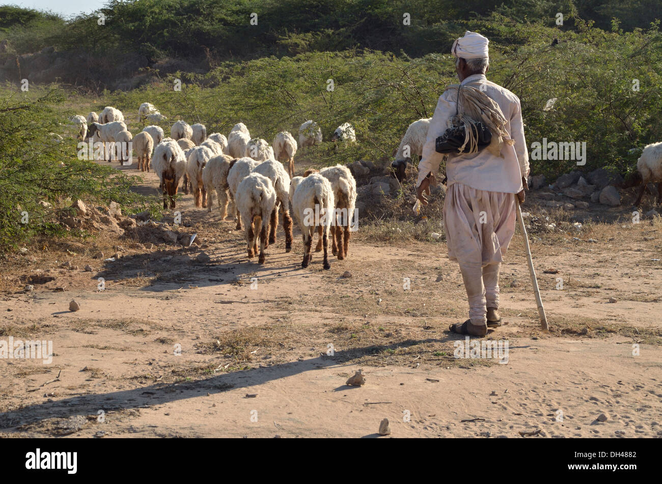 Sheep with shepherd hi-res stock photography and images - Alamy