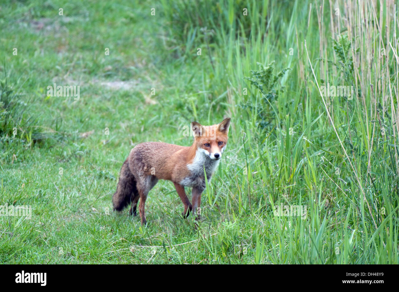 Endangered red fox hi-res stock photography and images - Alamy