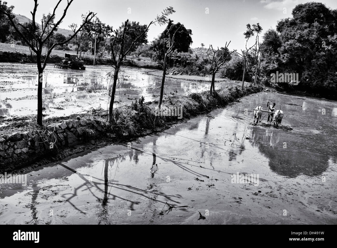 Indian farmer preparing and leveling a rice paddy field using a level ...