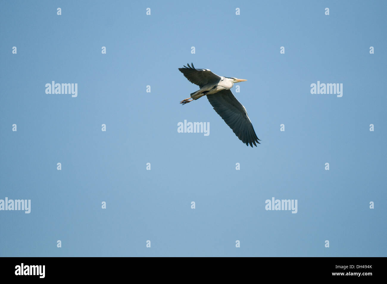 Grey Heron in flight Stock Photo - Alamy