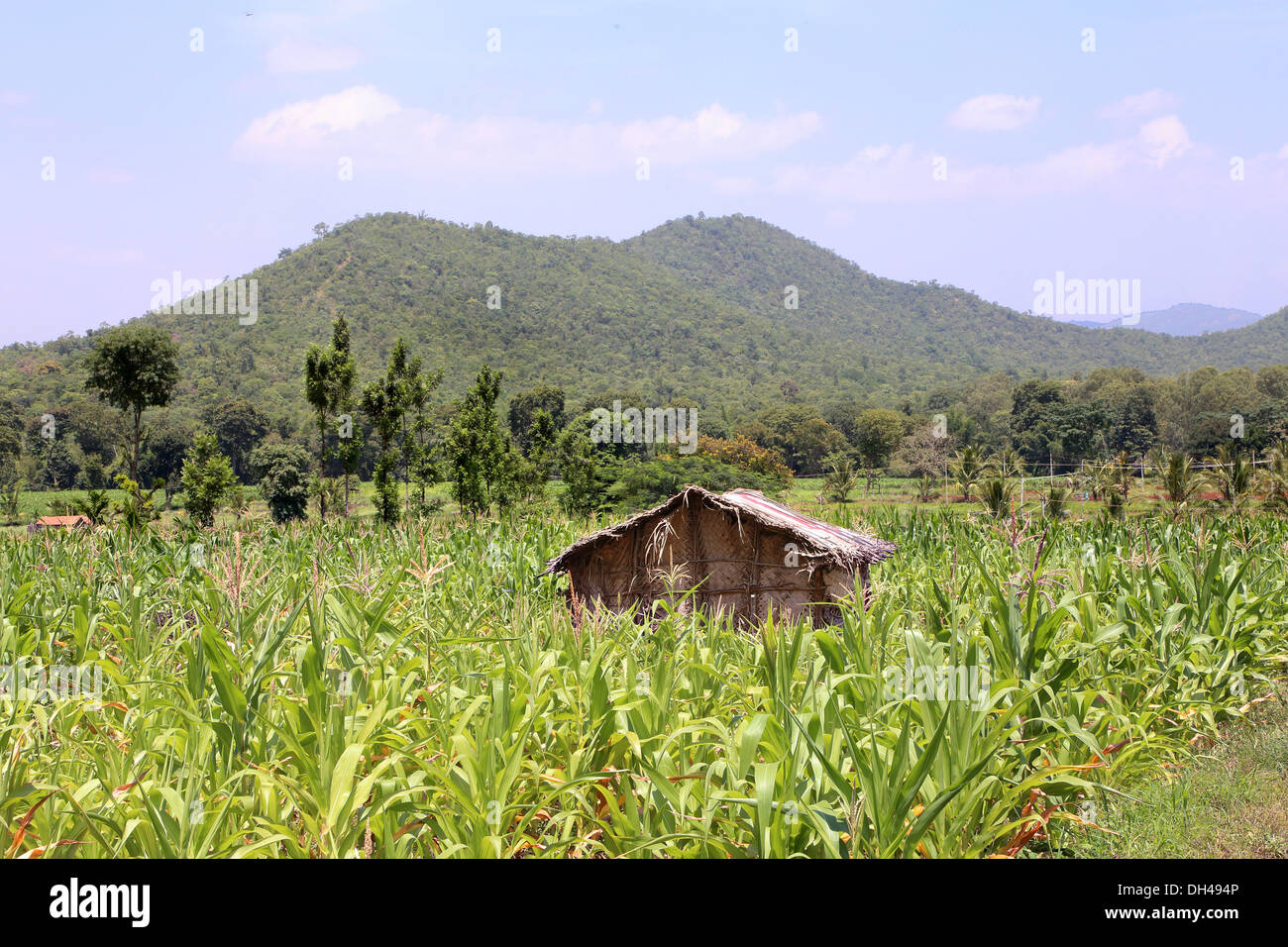 Corn plantations hi-res stock photography and images - Alamy