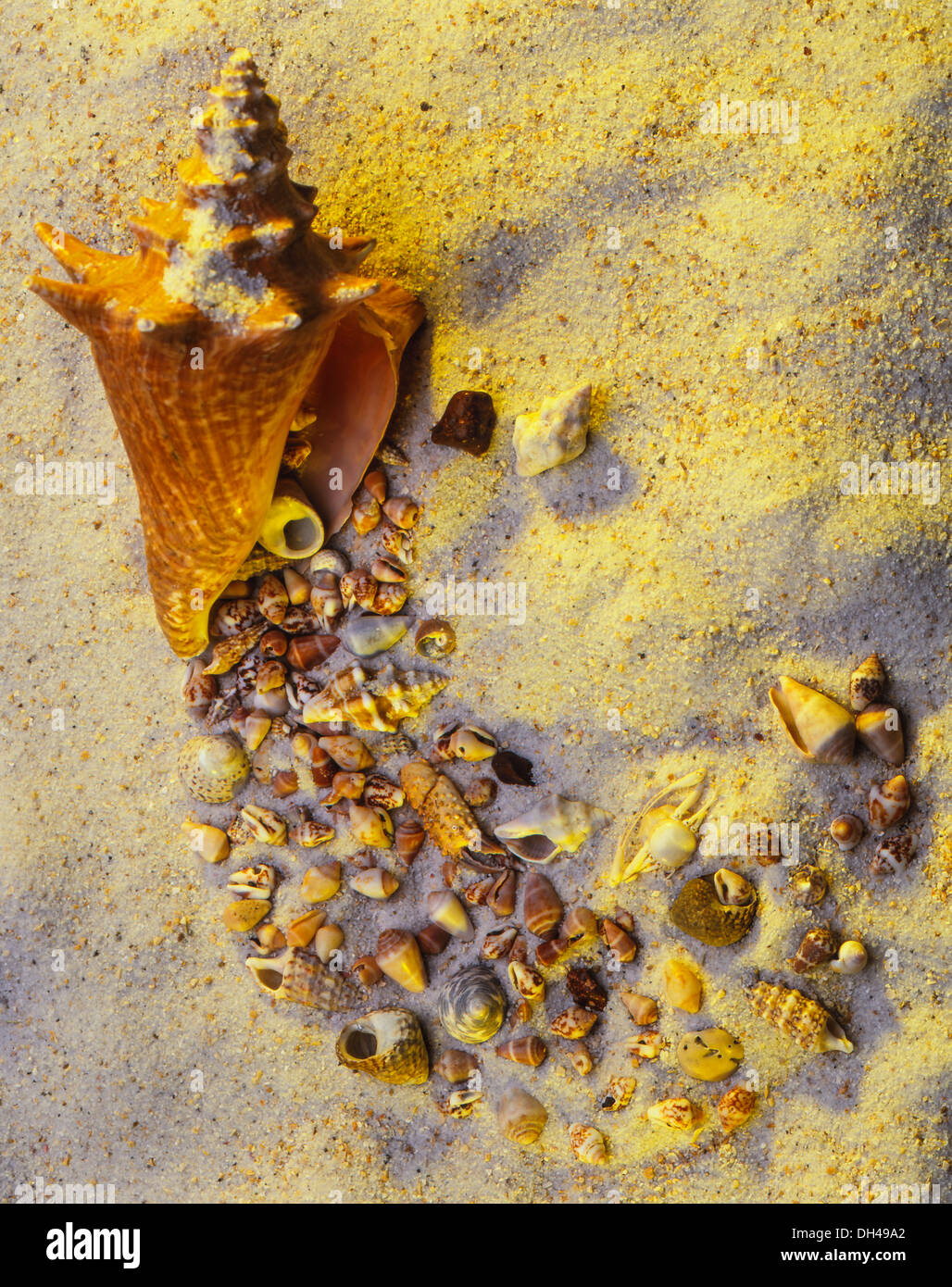 Shells on the beach Stock Photo - Alamy
