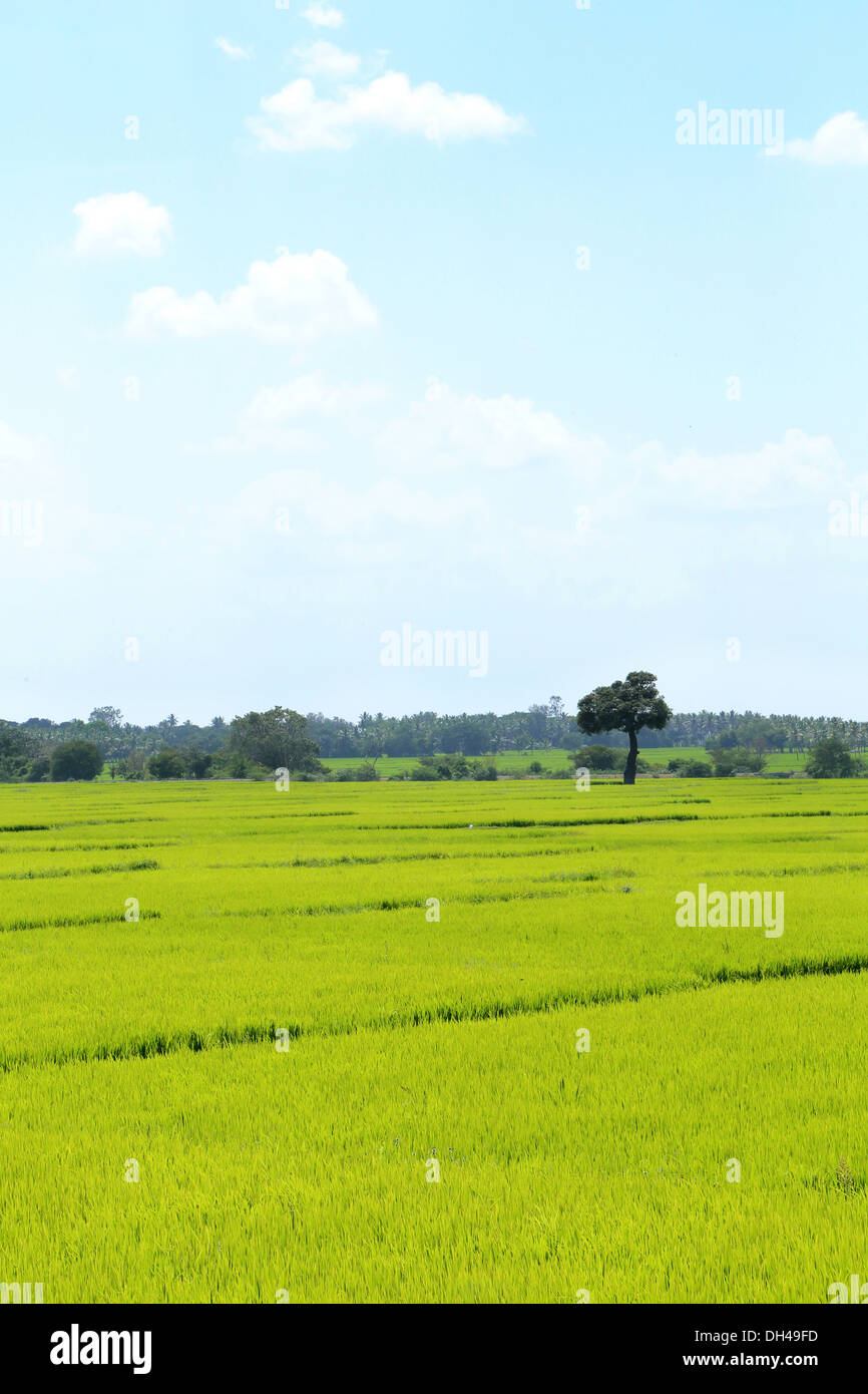 Rice cultivation india hi-res stock photography and images - Alamy