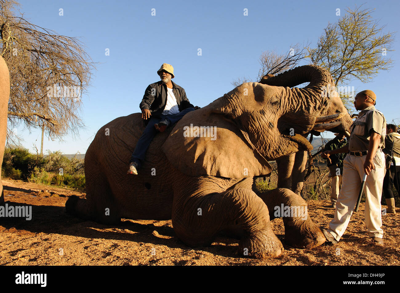 man sitting on elephant south africa Stock Photo - Alamy