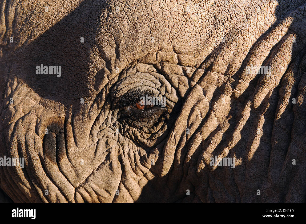 eye close up of african elephant south africa Stock Photo - Alamy