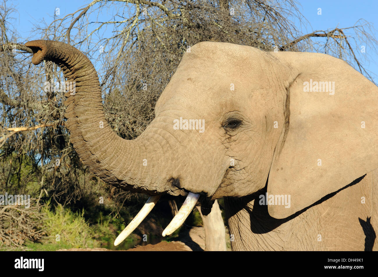 Africa elephant trunks hi-res stock photography and images - Alamy