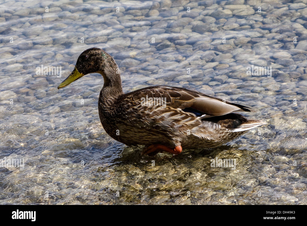 Duck in the water Stock Photo - Alamy