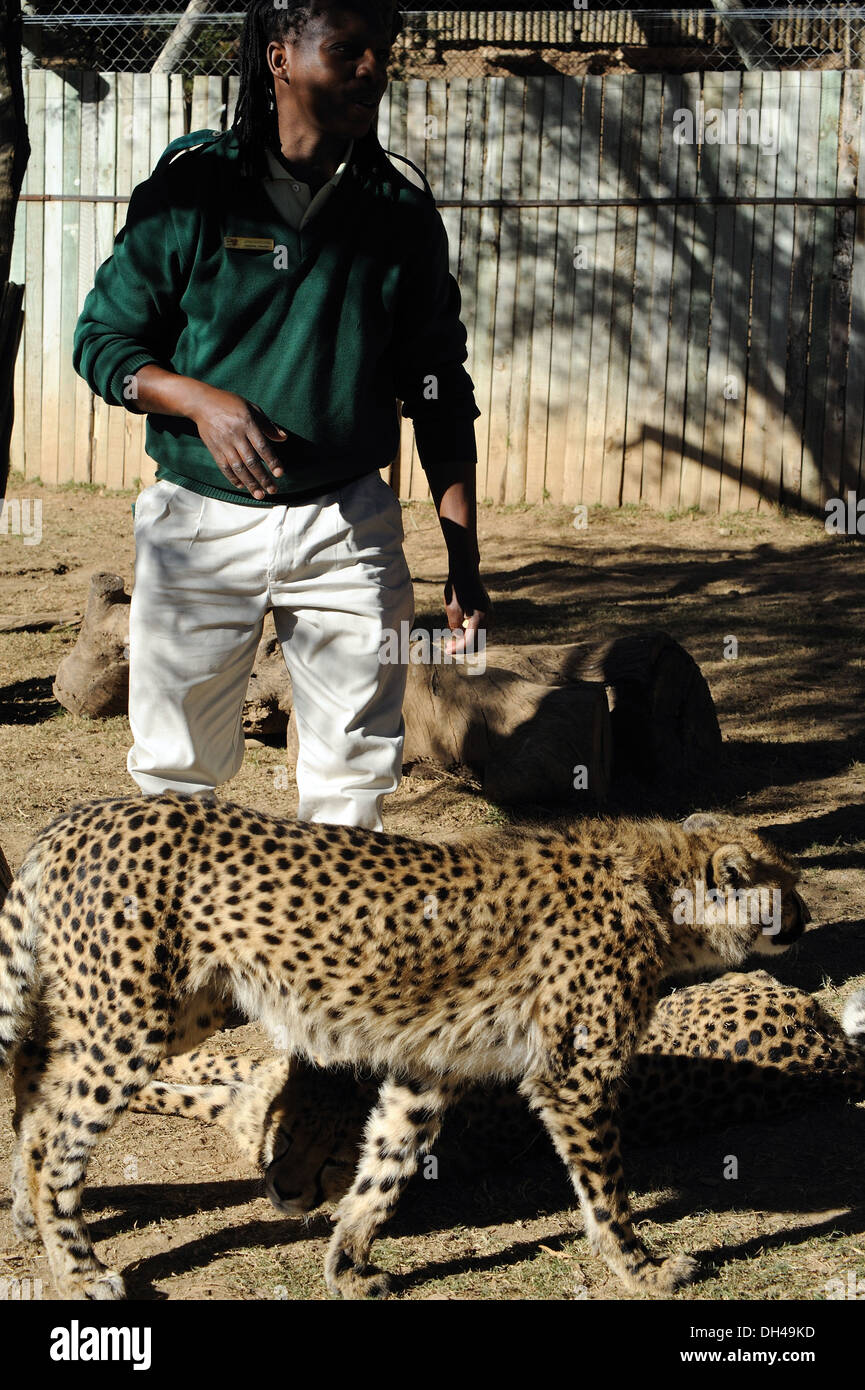 man with cheetah south africa Stock Photo - Alamy