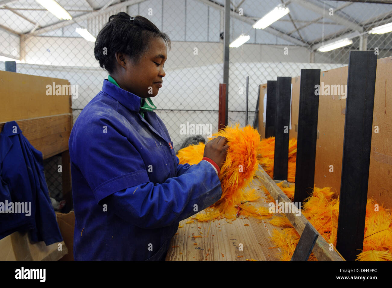 African woman working in Ostrich feather factory south Africa no model ...
