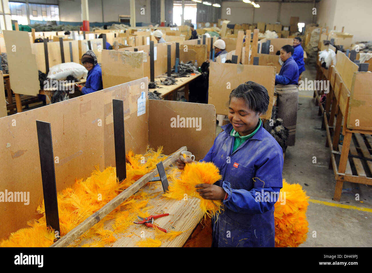 African people working in Ostrich feather factory south africa Stock ...