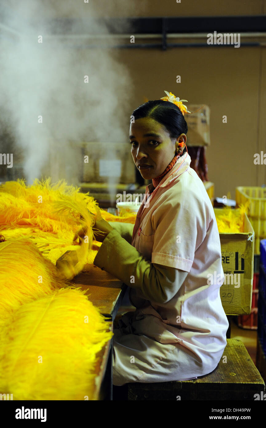 woman steaming ostrich feathers in Ostrich feather factory south africa ...