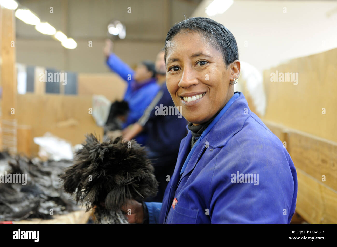 worker working in Ostrich feather factory at oudtshoorn south africa ...