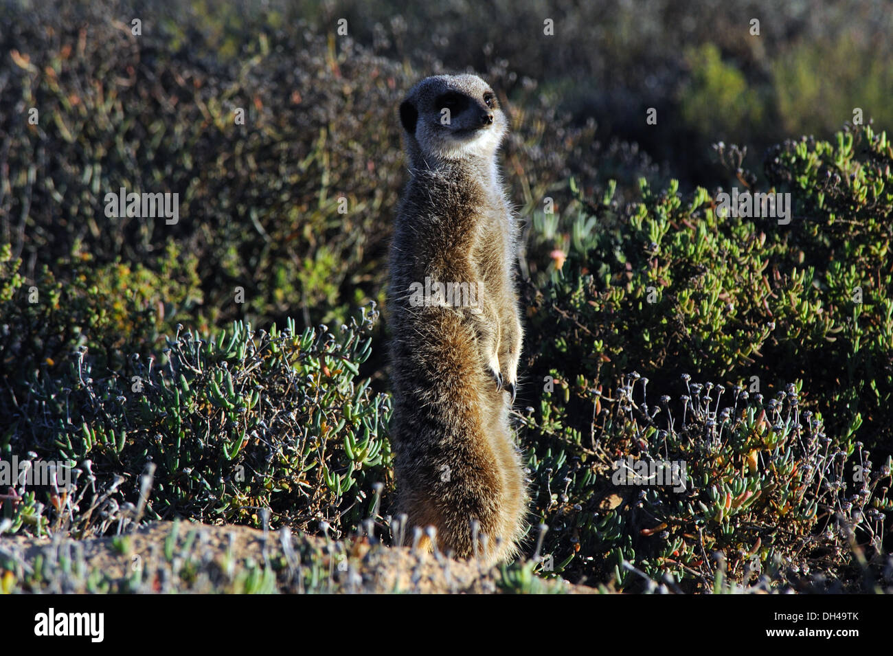 african Meerkat south africa Stock Photo - Alamy