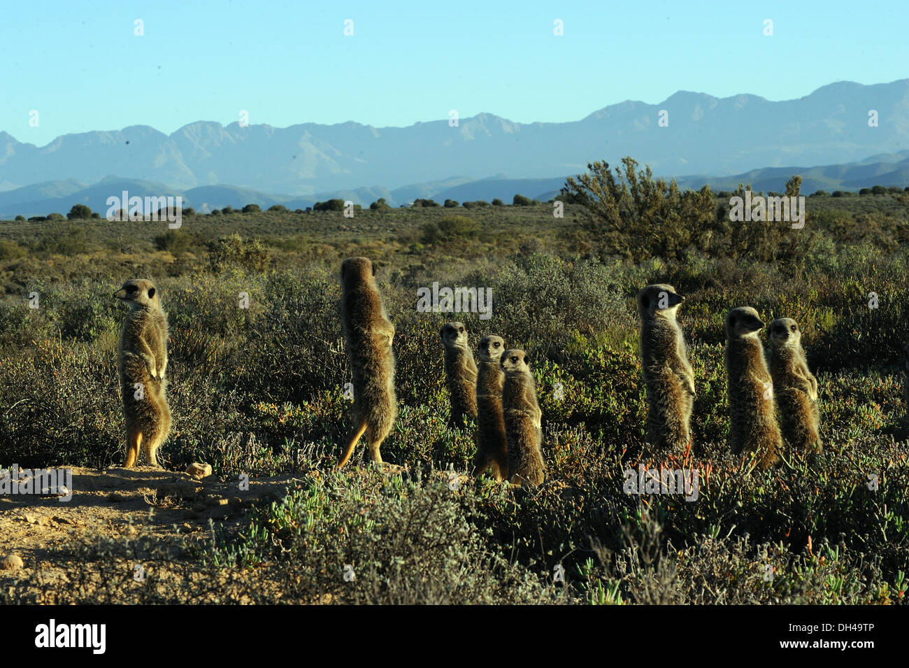 african Meerkat south africa Stock Photo - Alamy