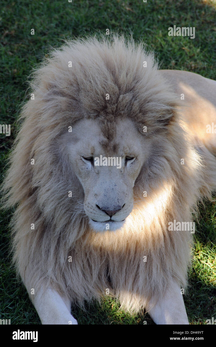 african lion ranch at Oudtshoorn south africa Stock Photo - Alamy