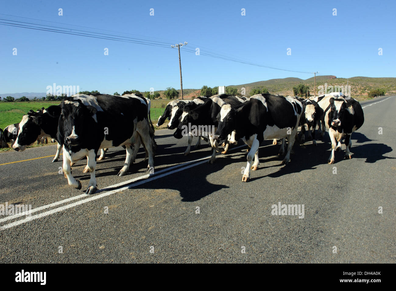 african cows on road oudtshoorn city south africa Stock Photo - Alamy
