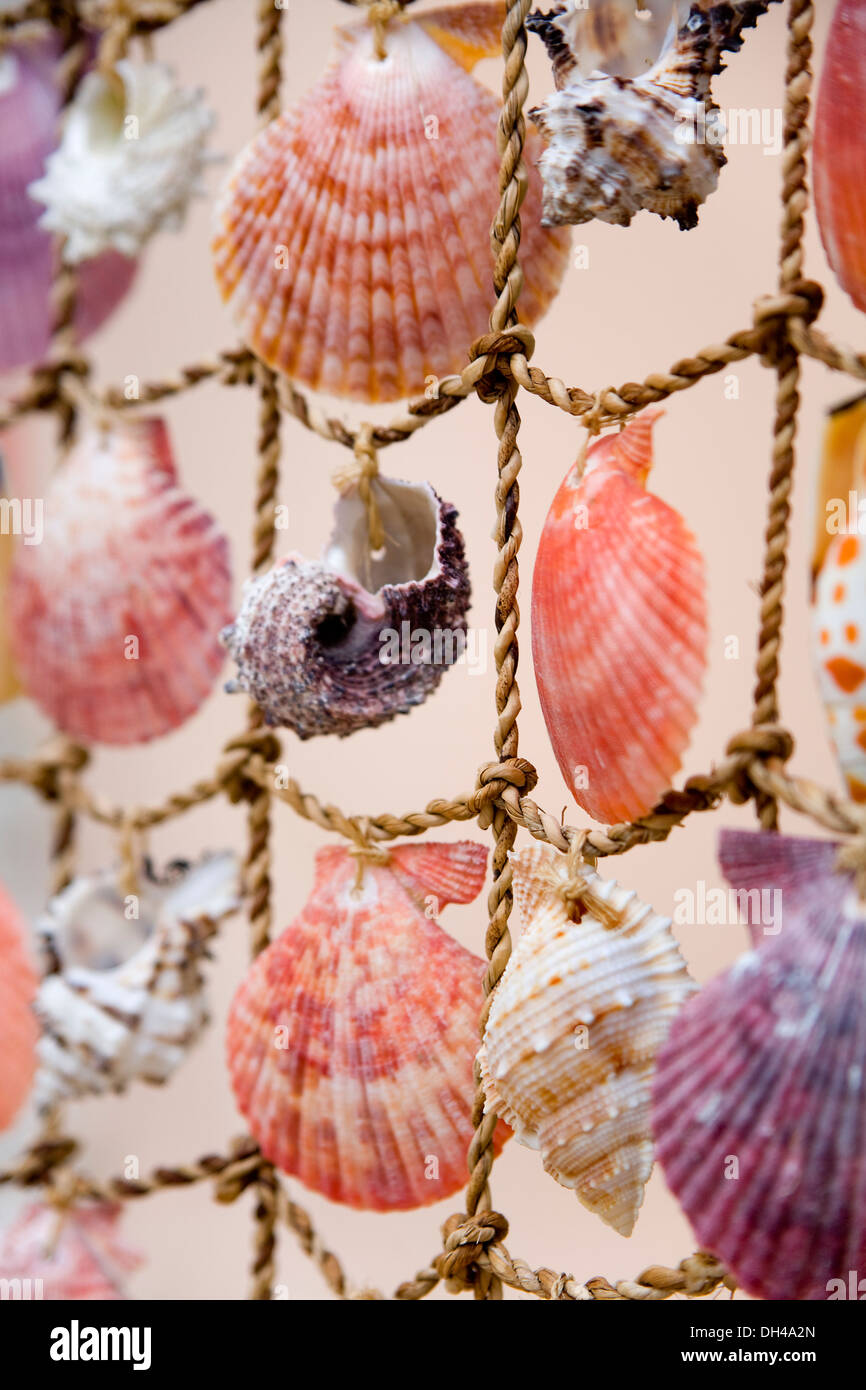 Decorative shells hi-res stock photography and images - Alamy