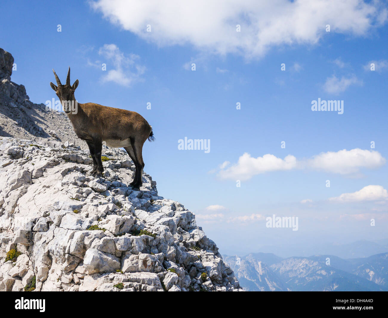 Steinbock panorama hi-res stock photography and images - Alamy