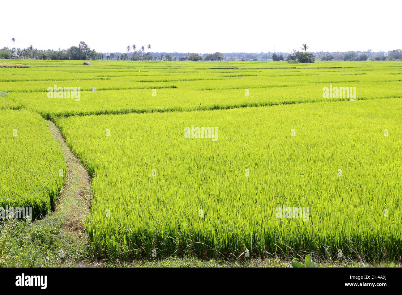 rice cultivation, Oryza sativa, Karnataka, India Stock Photo - Alamy