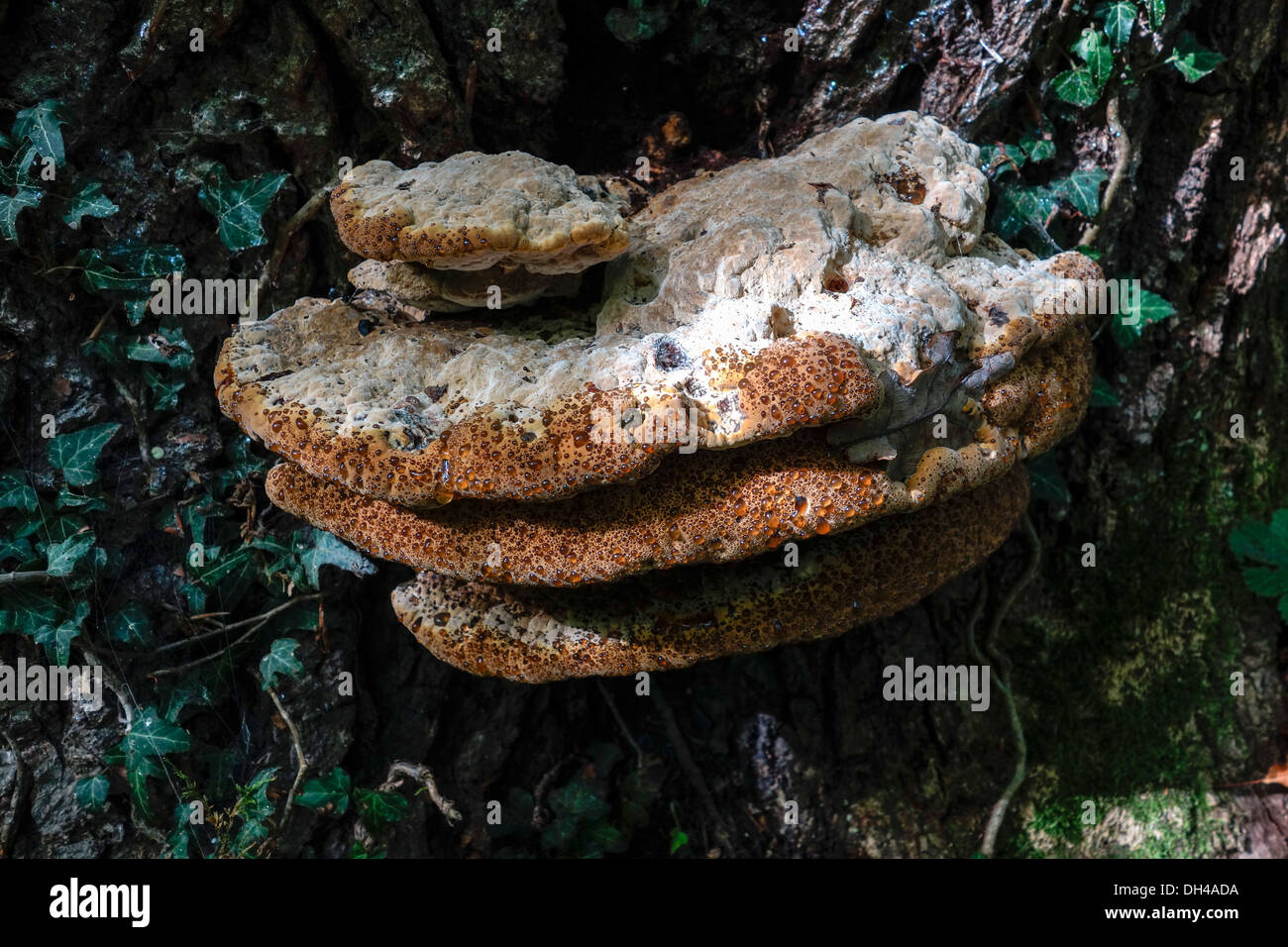 oak bracket (Inonotus dryadeus), Germany, Bavaria, Bernried Stock Photo ...