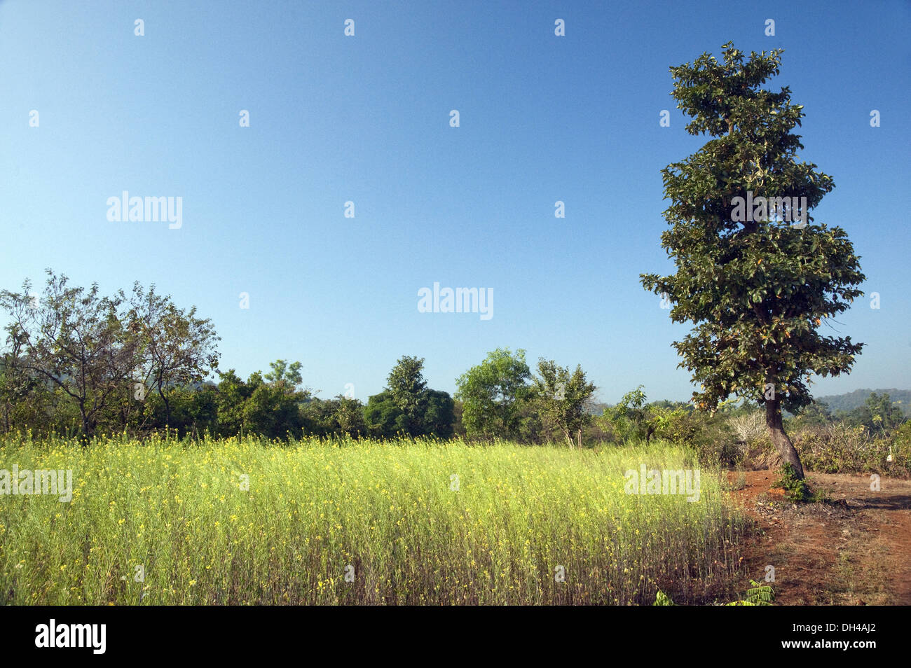 Brassica nigra field lanja ratnagiri Maharashtra India Asia Stock Photo ...