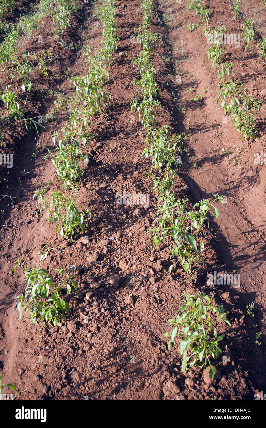capsicum vegetable crop tree growing in village lanja ratnagiri ...