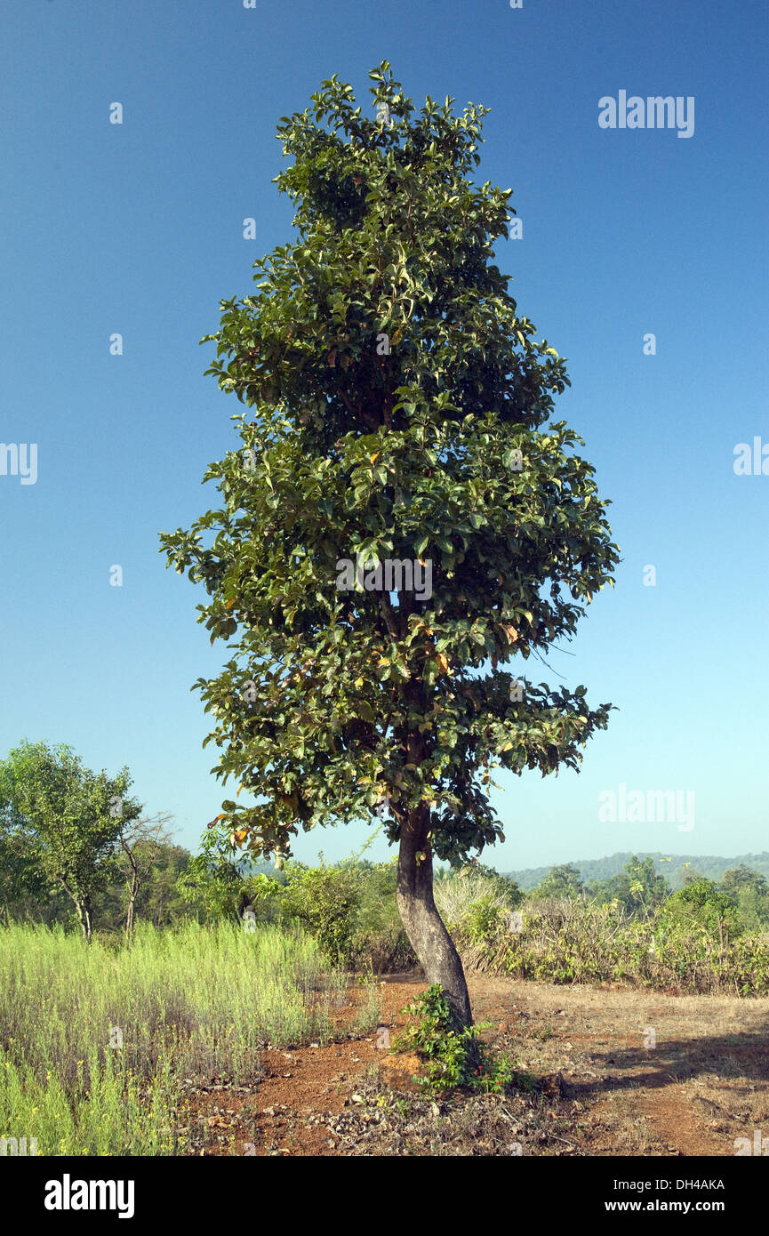 Lanja hi-res stock photography and images - Alamy