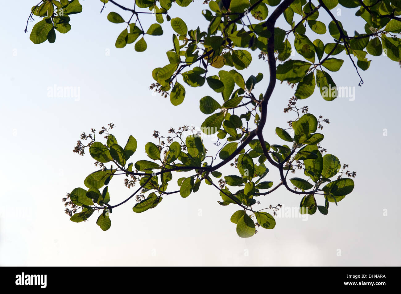 Cashew nut trees hi-res stock photography and images - Alamy