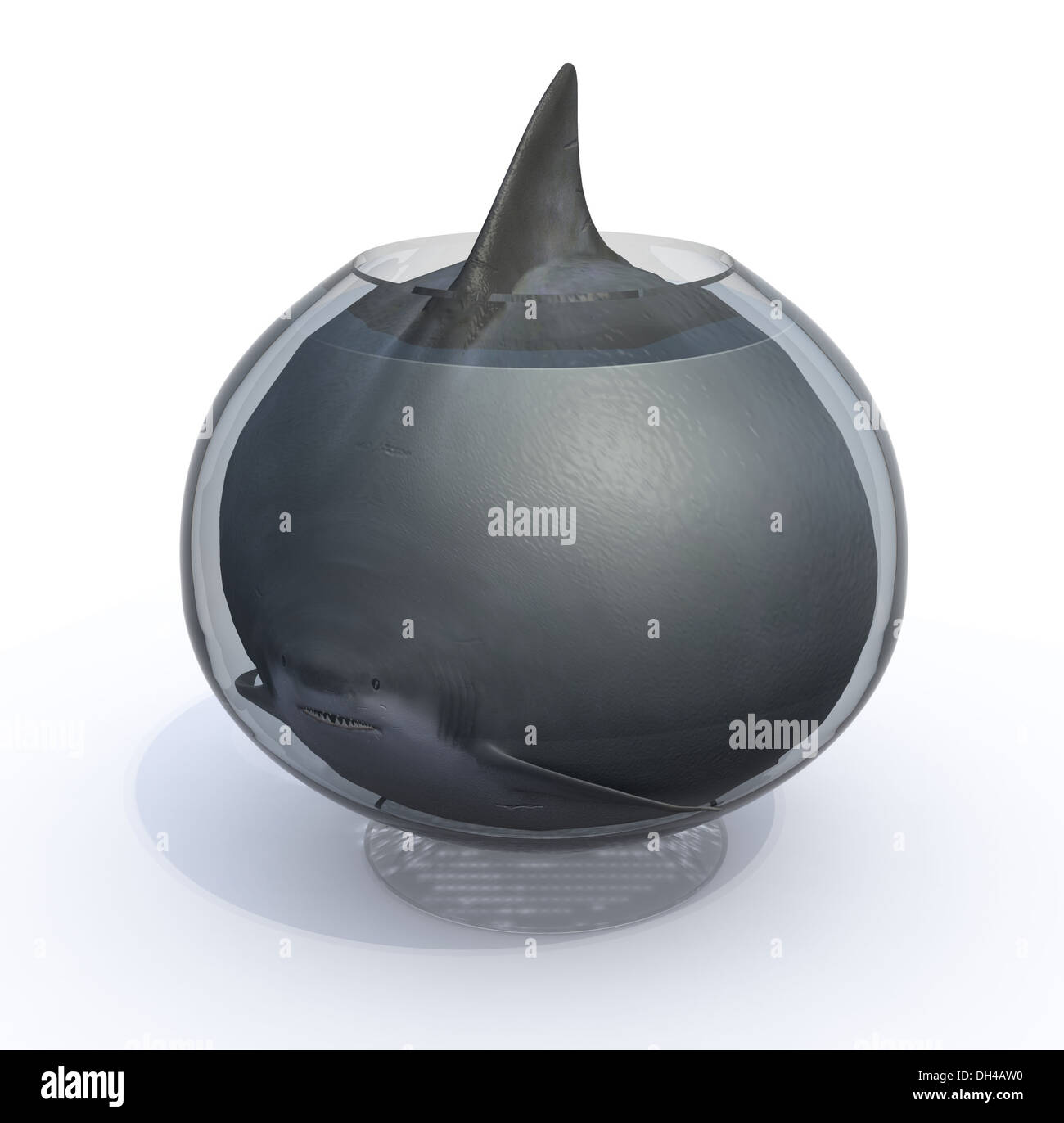 Shark side view big fin hi-res stock photography and images - Alamy