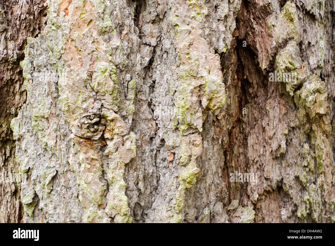 Tree bark up close hi-res stock photography and images - Alamy