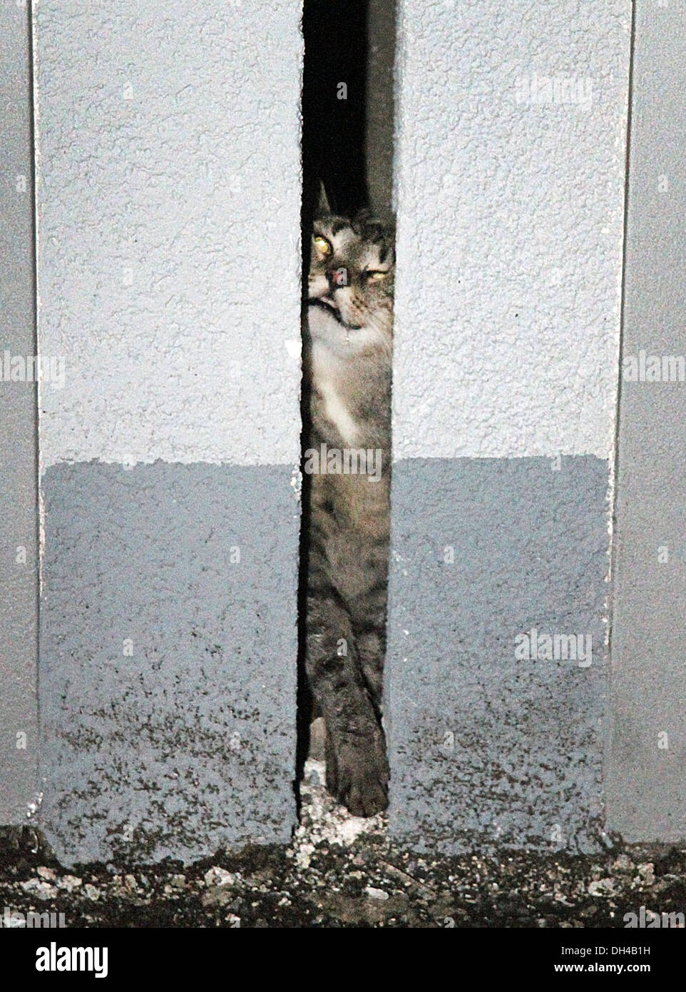 Siegen, Germany. 30th Oct, 2013. A young cat is trapped in a narrow gap ...
