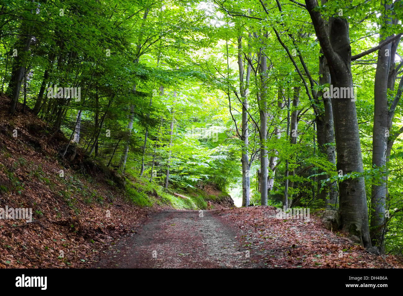 Footpath in the alps hi-res stock photography and images - Alamy