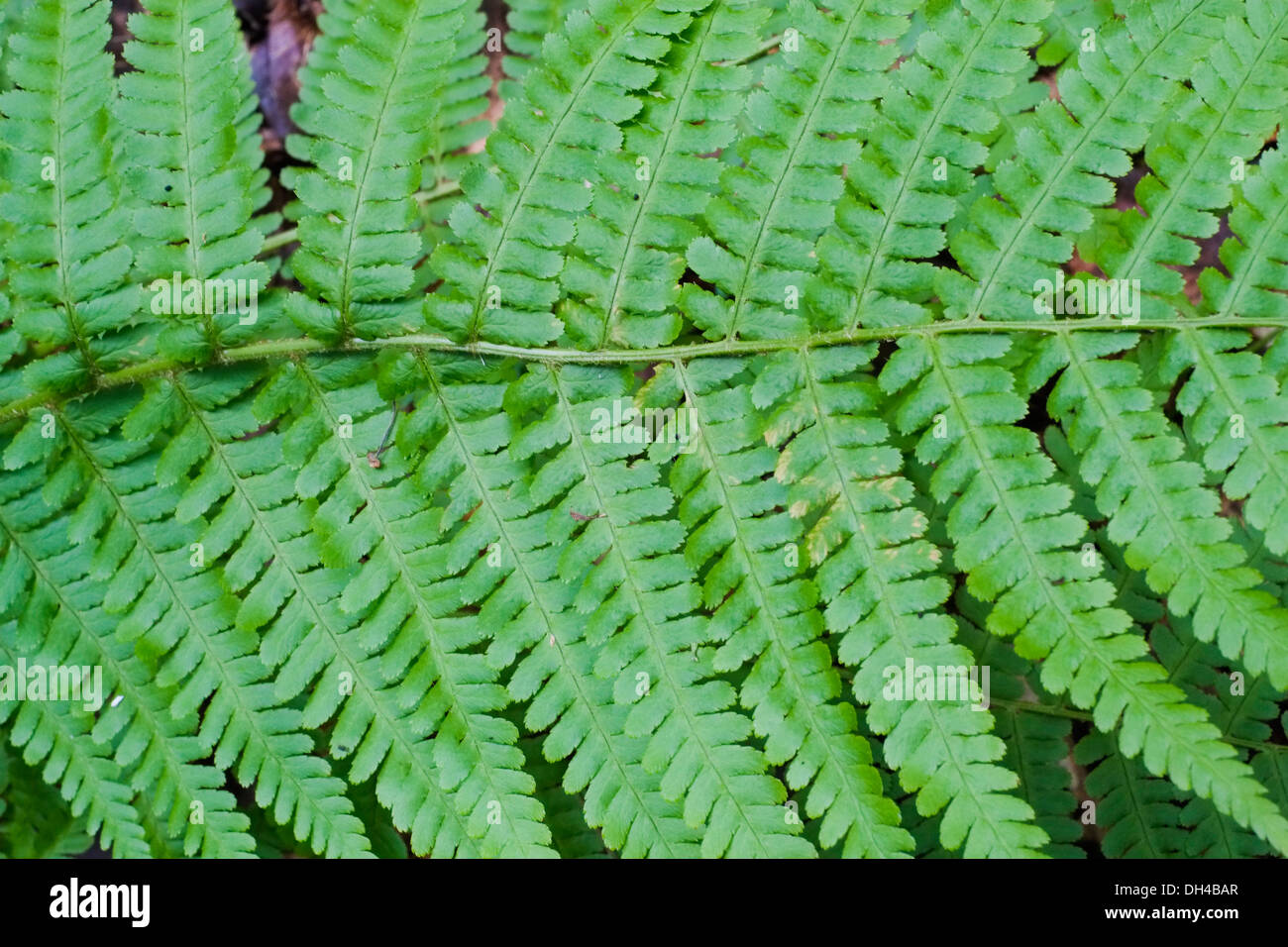 Fern Leaf Stock Photos & Fern Leaf Stock Images - Alamy