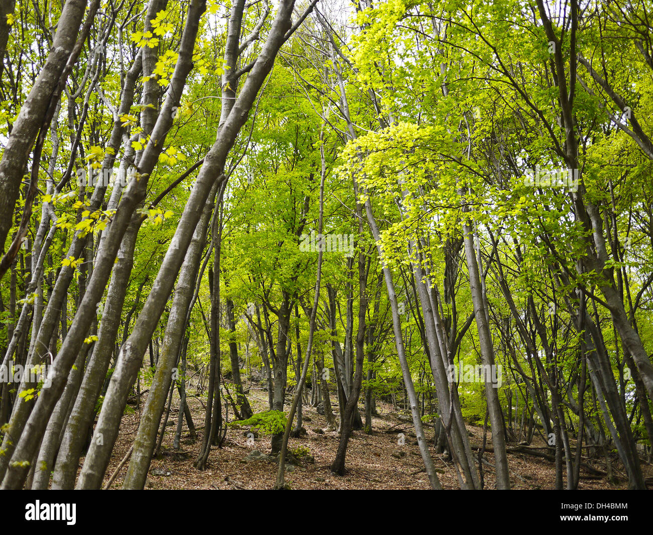 Forest around Como and Lecco lake, Italy Stock Photo - Alamy
