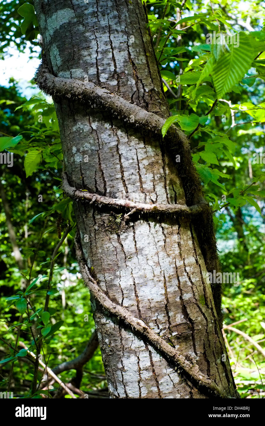 Tree trunk with branch stranded around, Arco, Trento, Italy Stock Photo ...
