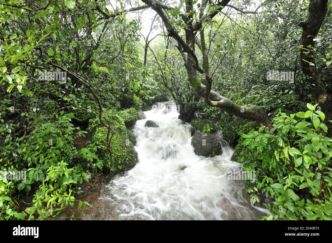 Western Ghats Waterfalls