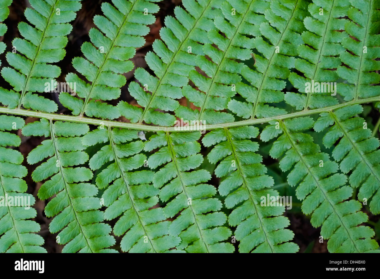 Fern Leaf Stock Photos & Fern Leaf Stock Images - Alamy