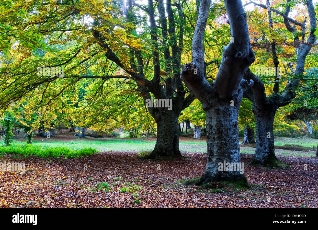 Beechwood forest in autumn. Gorbeia Natural Park. Basque Country, Spain ...