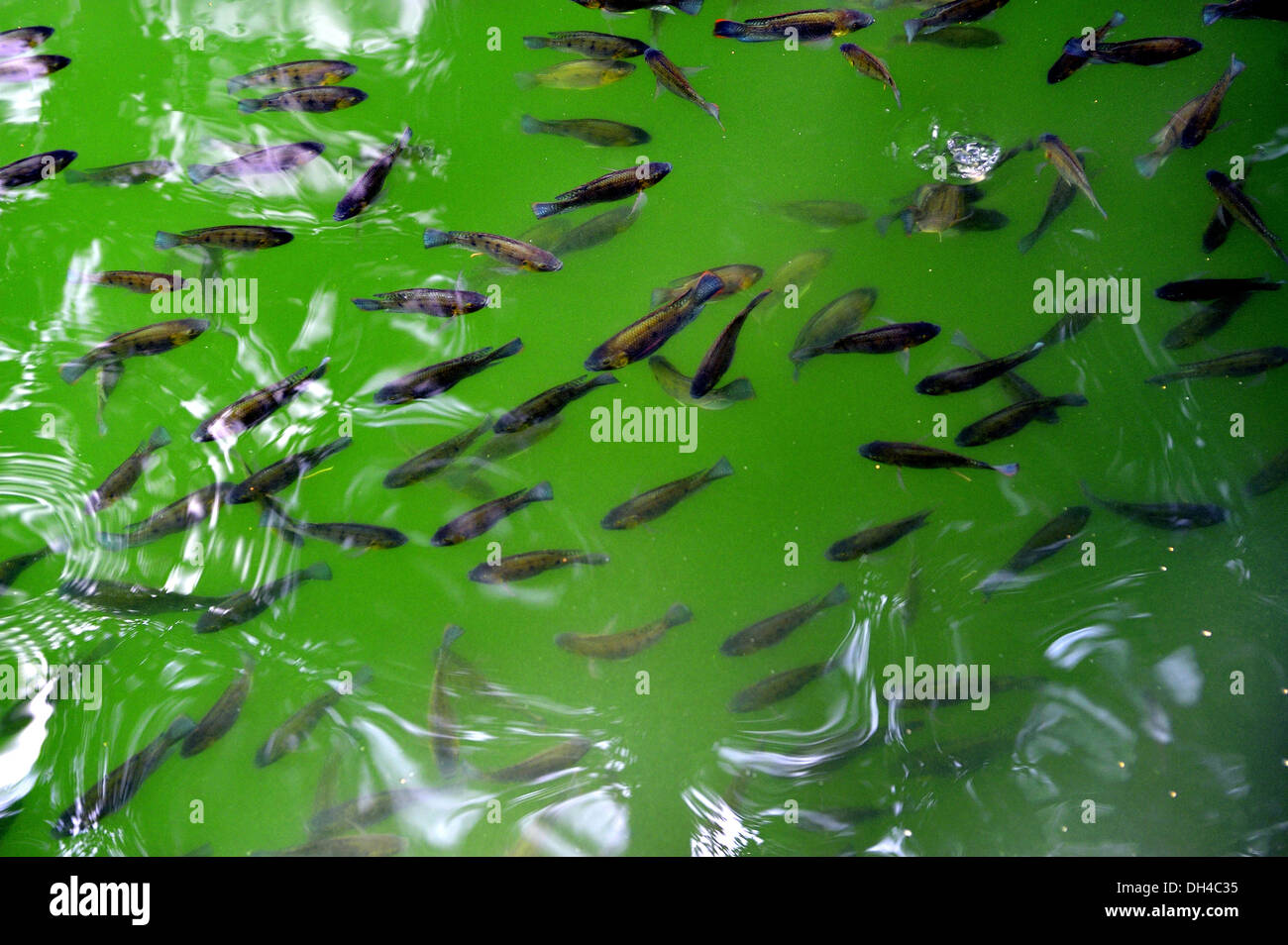 Black fish in pond aurangabad maharashtra india Asia Stock Photo - Alamy
