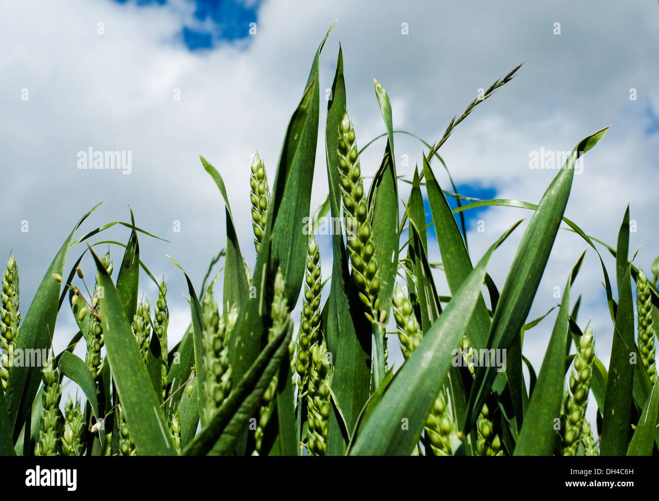 Grass field detail in spring in countryside Stock Photo - Alamy