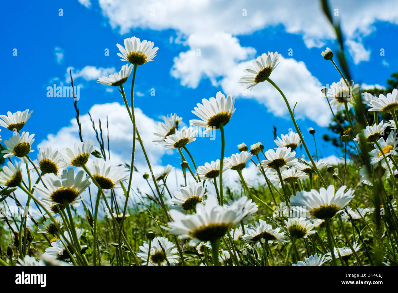 Daisies in sunshine on a grass field in spring Stock Photo - Alamy