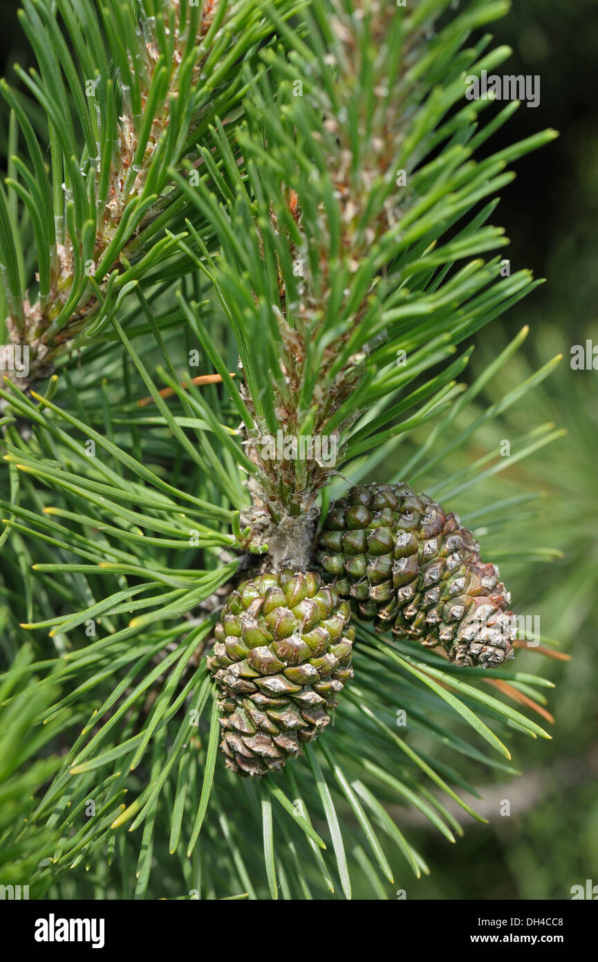 Sprig of pine hi-res stock photography and images - Alamy
