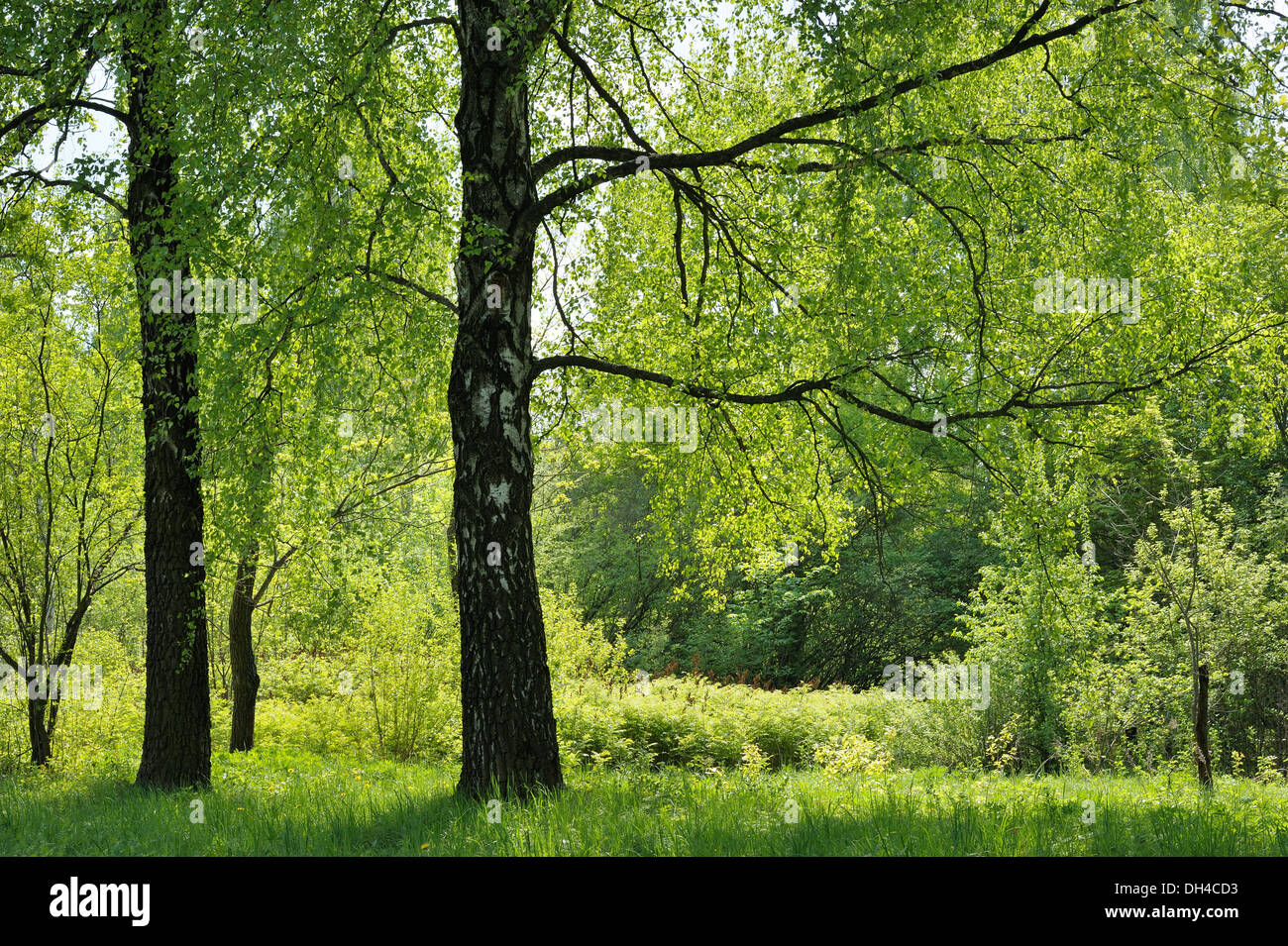 Young foliage hi-res stock photography and images - Alamy