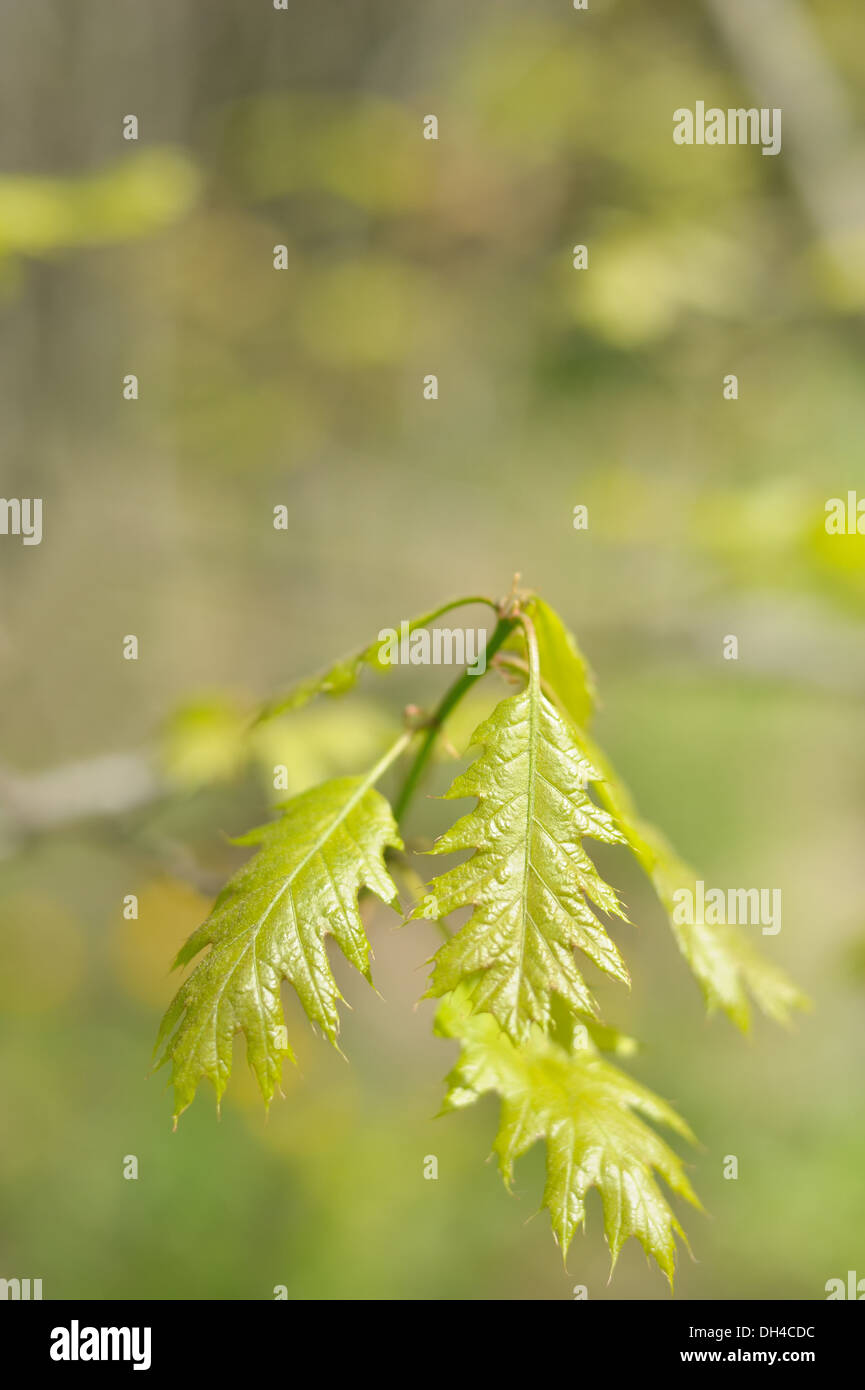 Oak in the spring hi-res stock photography and images - Alamy