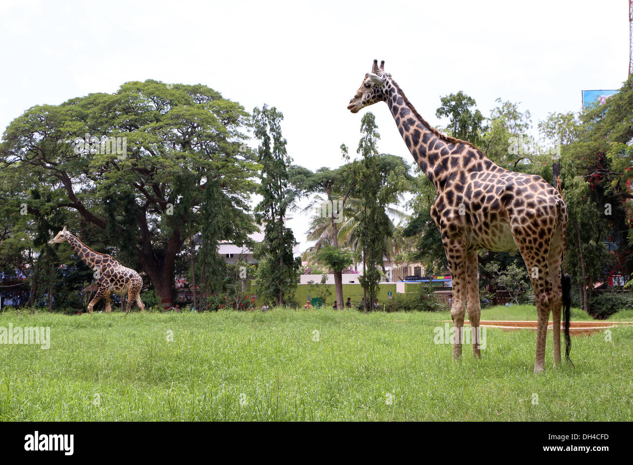 Giraffe, Giraffa camelopardalis Stock Photo - Alamy